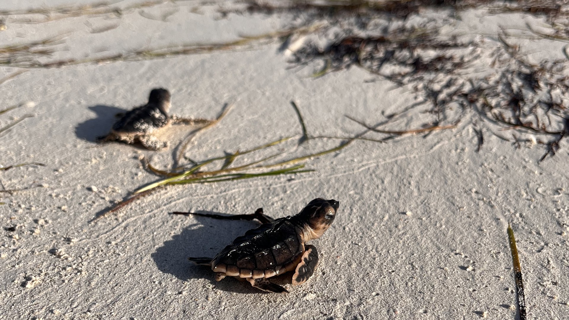 Some 300 Turtles Hatch At EGA’s Al Taweelah Beach This Season, Bringing ...